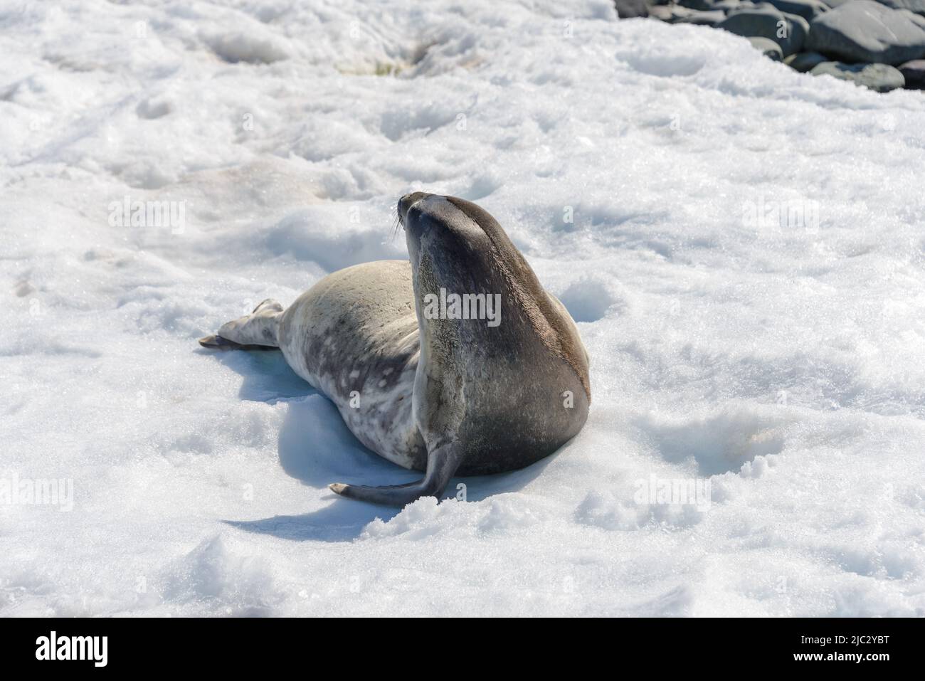 Leopard seal on beach with snow in Antarctica Stock Photo - Alamy