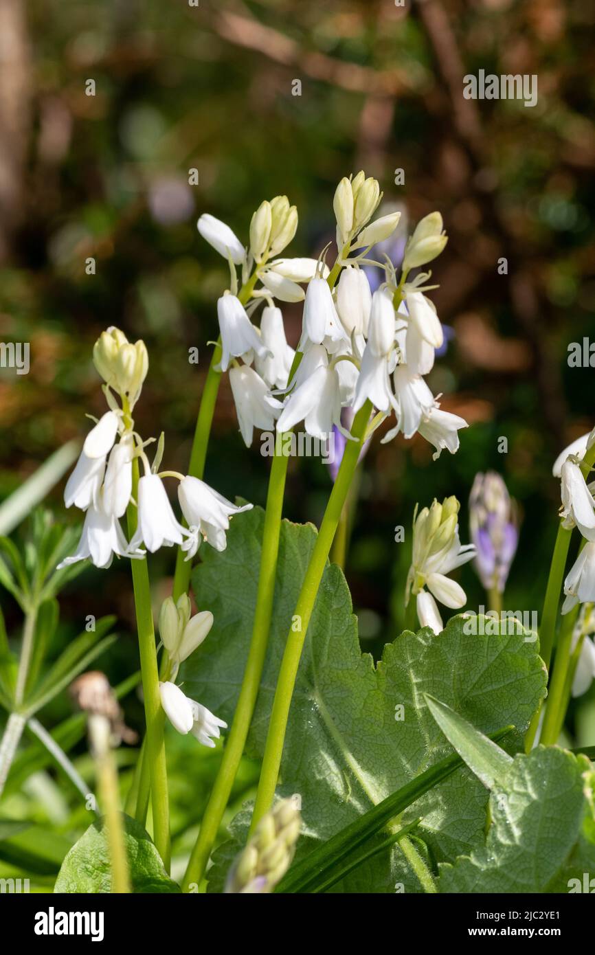 Close up of a white Spanish bluebell (hyacinthoides hispanica) flower ...