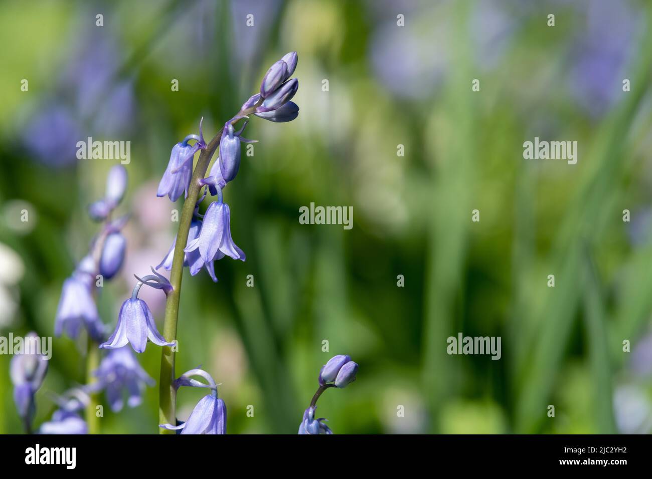 Close up of a Spanish bluebell (hyacinthoides hispanica) flower in ...