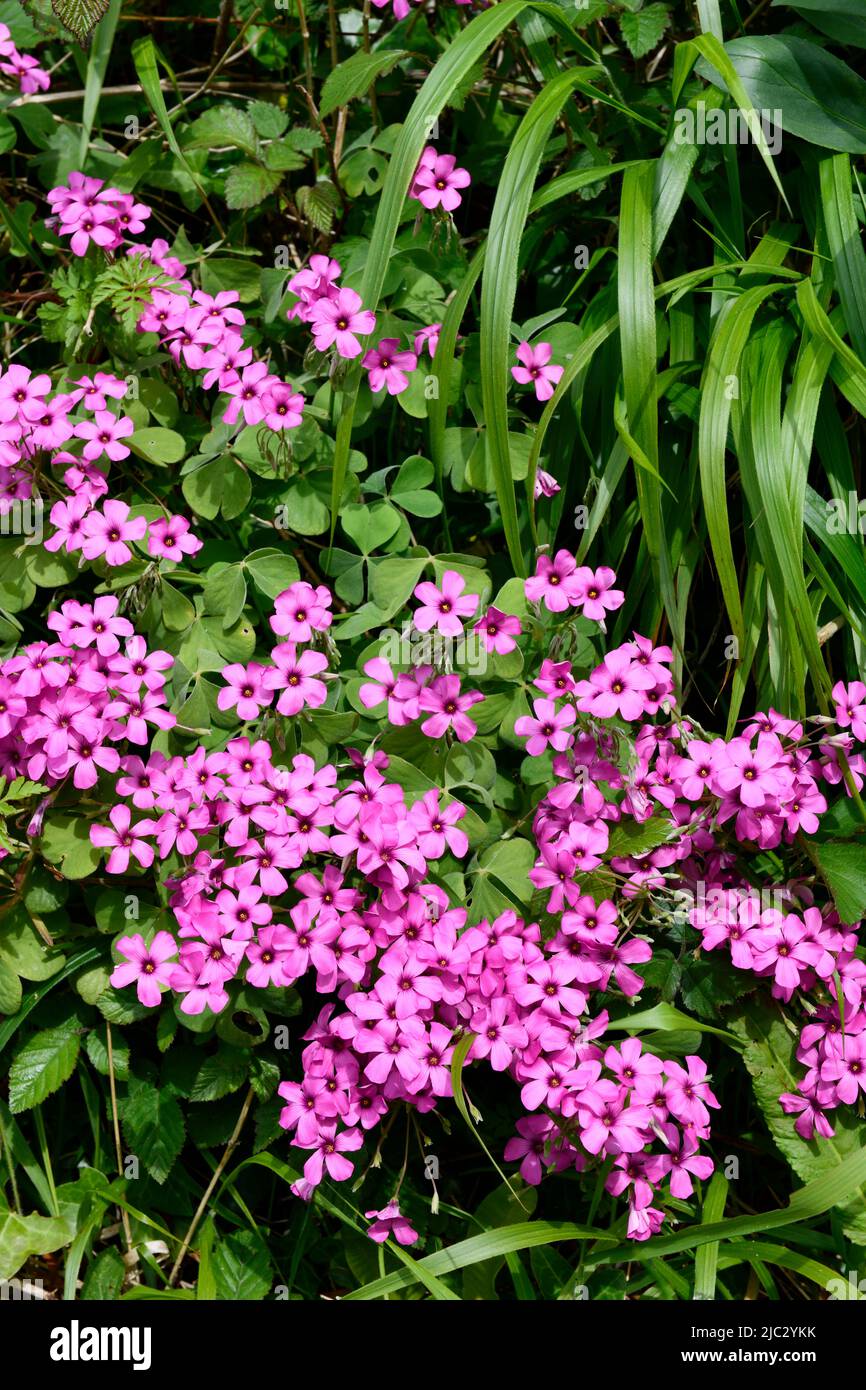 Pink Periwinkle Flower (Catharanthus roseus) Port Issac Cornwall ...