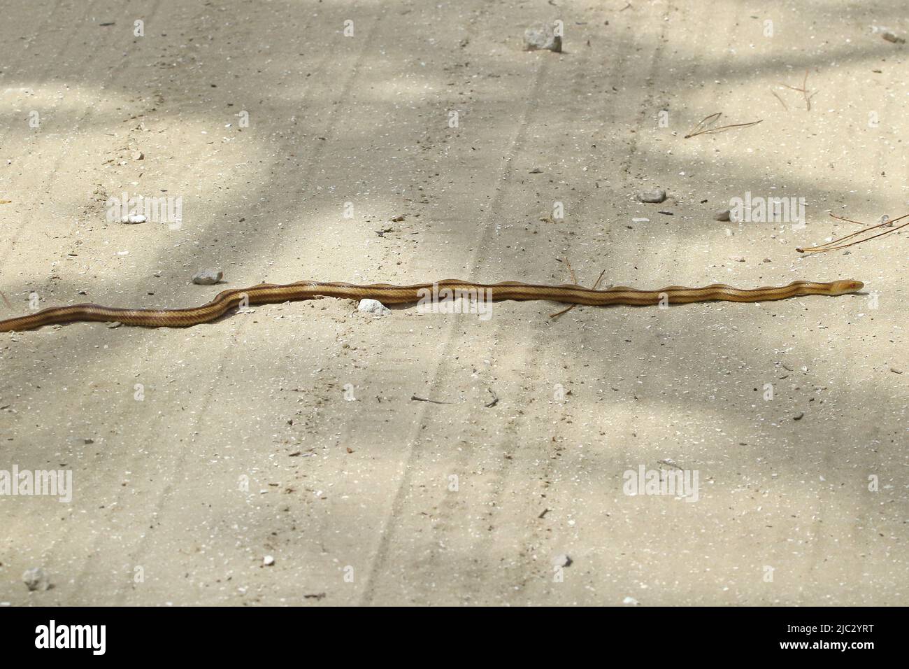 Wma hi-res stock photography and images - Alamy