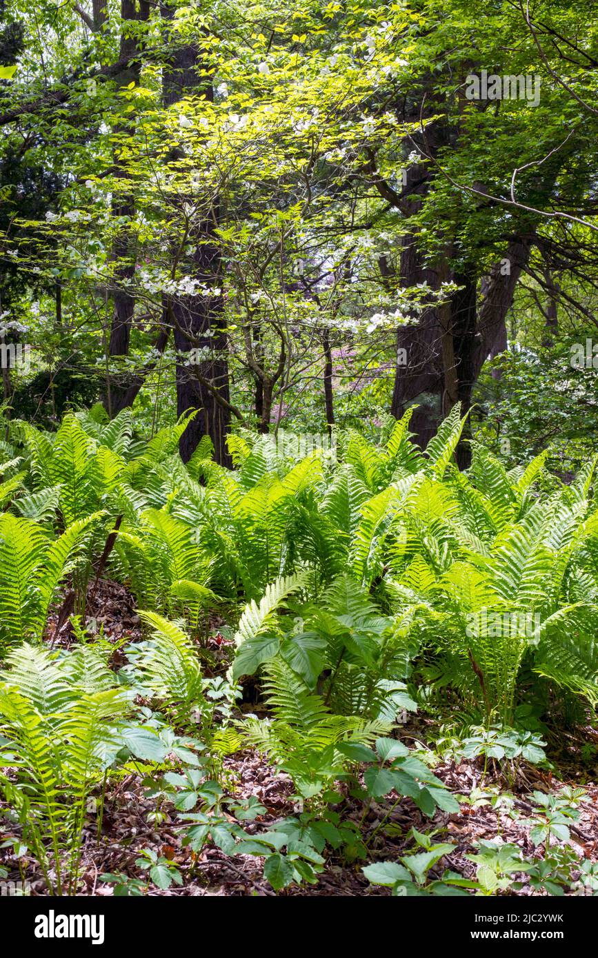 Royal Botanical Gardens Hendrie Park in Burlington Ontario Canada Stock ...