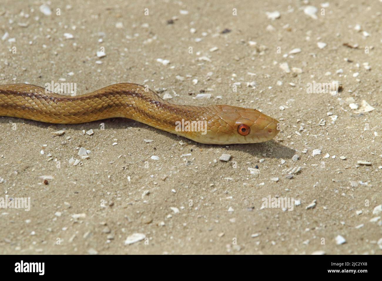 Yellow Rat Snake Florida Snakes