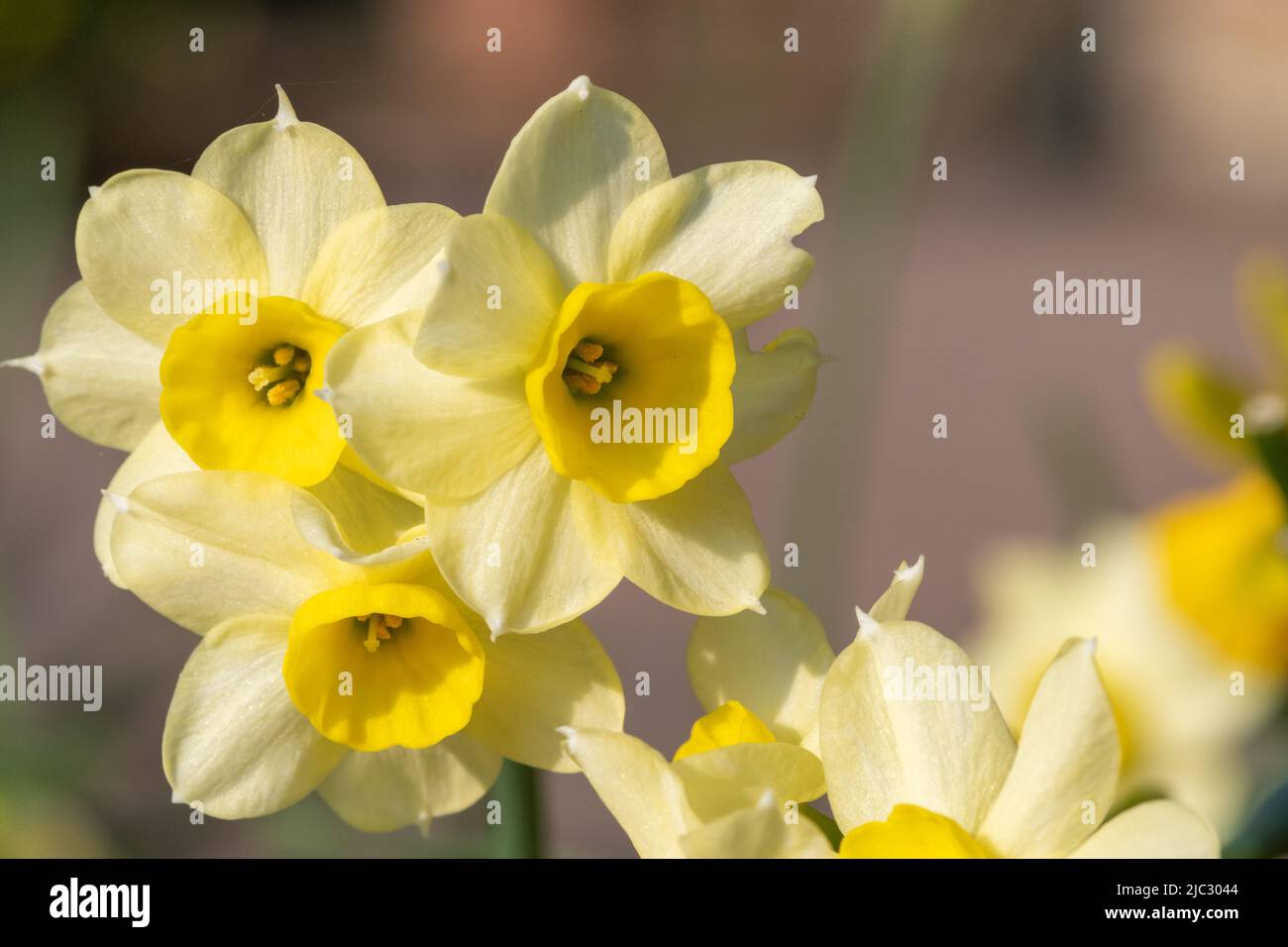 Close up of daffodil (narcissus) flowers in bloom Stock Photo - Alamy