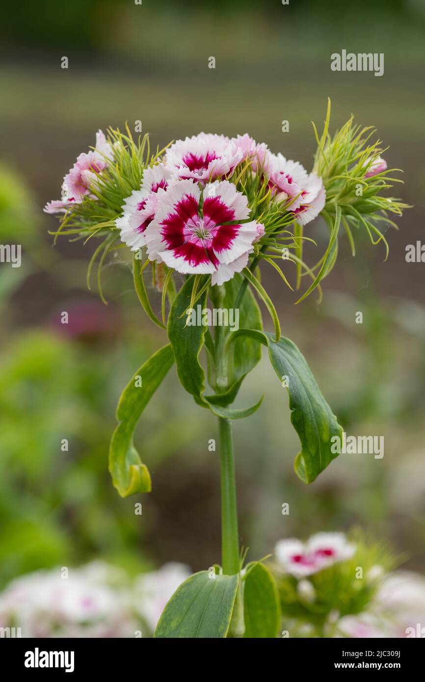 Close up of pink and white dianthus flowers in bloom Stock Photo - Alamy