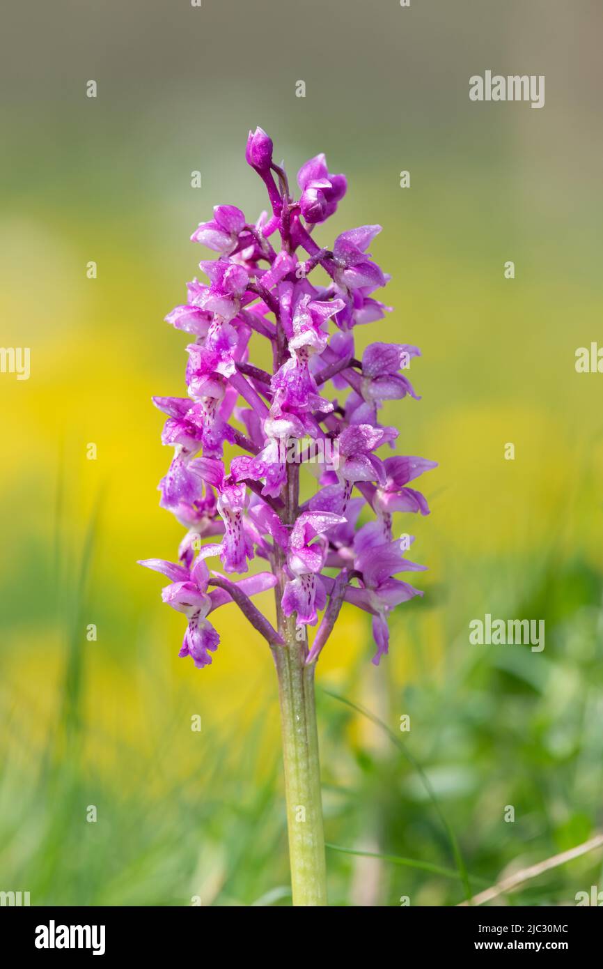 Close up of an early purple orchid (orchis mascula) flower covered in ...