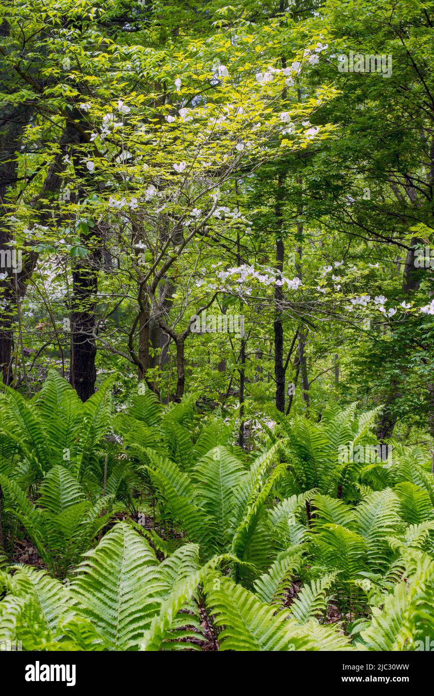 Royal botanical gardens canada hi-res stock photography and images - Alamy