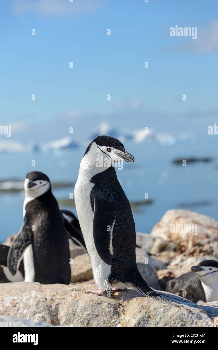Chinstrap penguin on the beach in Antarctica Stock Photo - Alamy