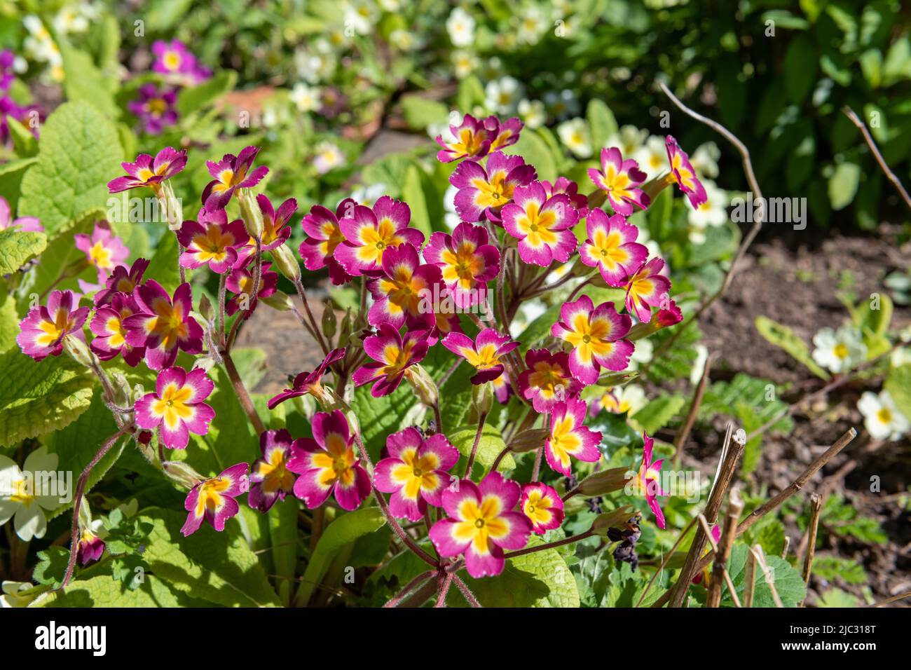 Close up of pink wild primrose (primula vulgaris) flowers in bloom ...