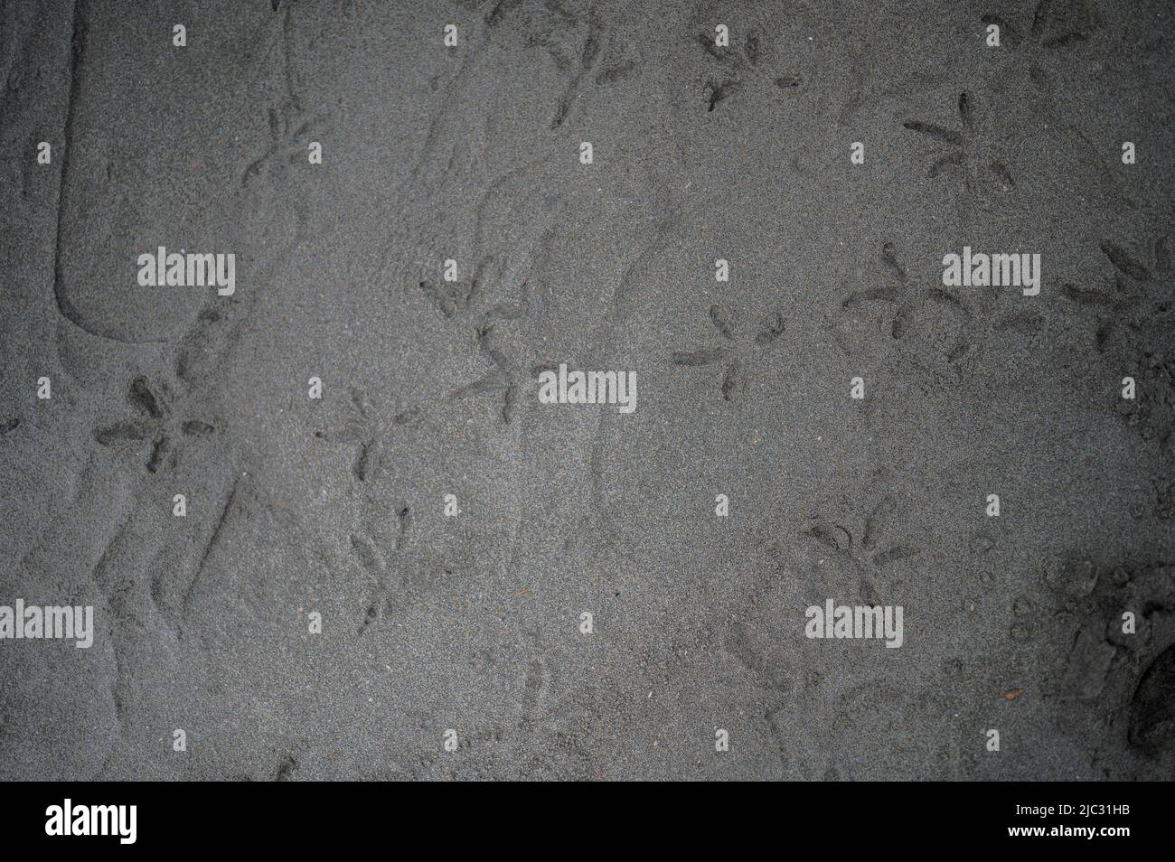 Bird tracks on the beach, Colombia Stock Photo - Alamy