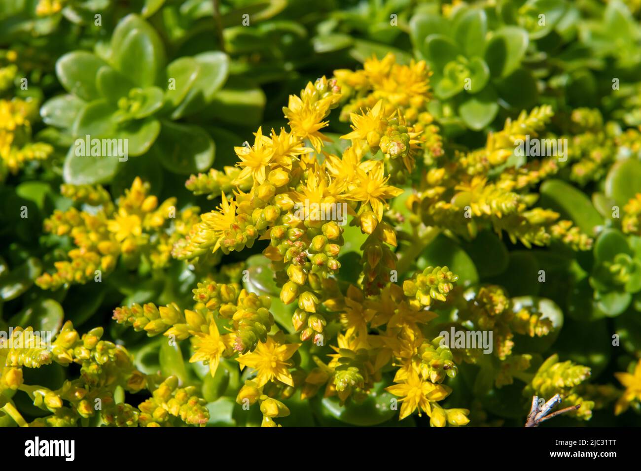 Sedum confusum hi-res stock photography and images - Alamy