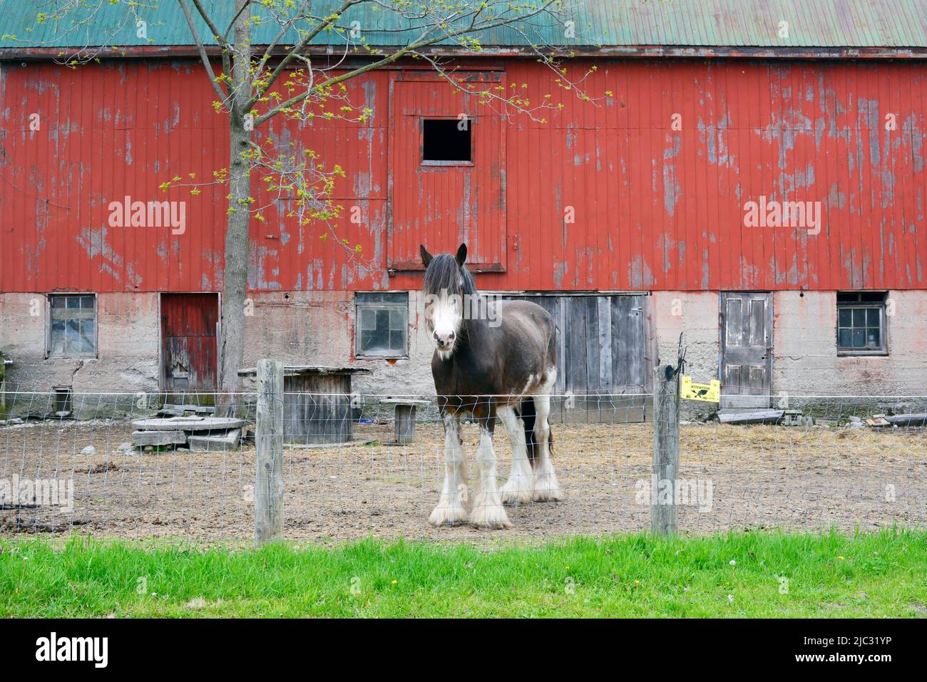 Portrait of an old large horse captured in front of a barn in ...
