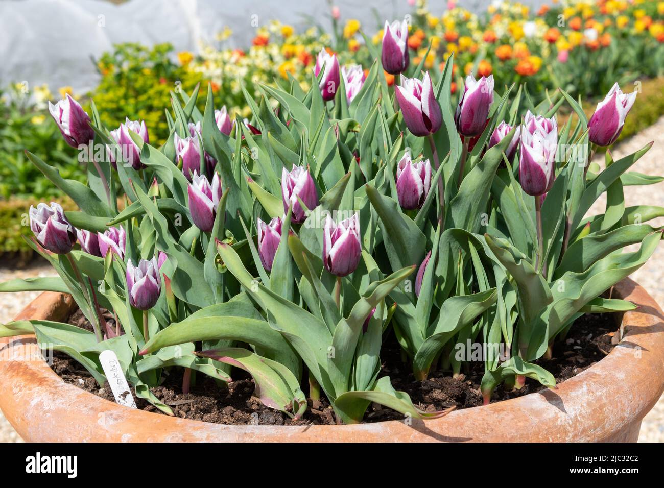 Purple and white garden tulips (tulipa gesneriana) in a flower pot ...