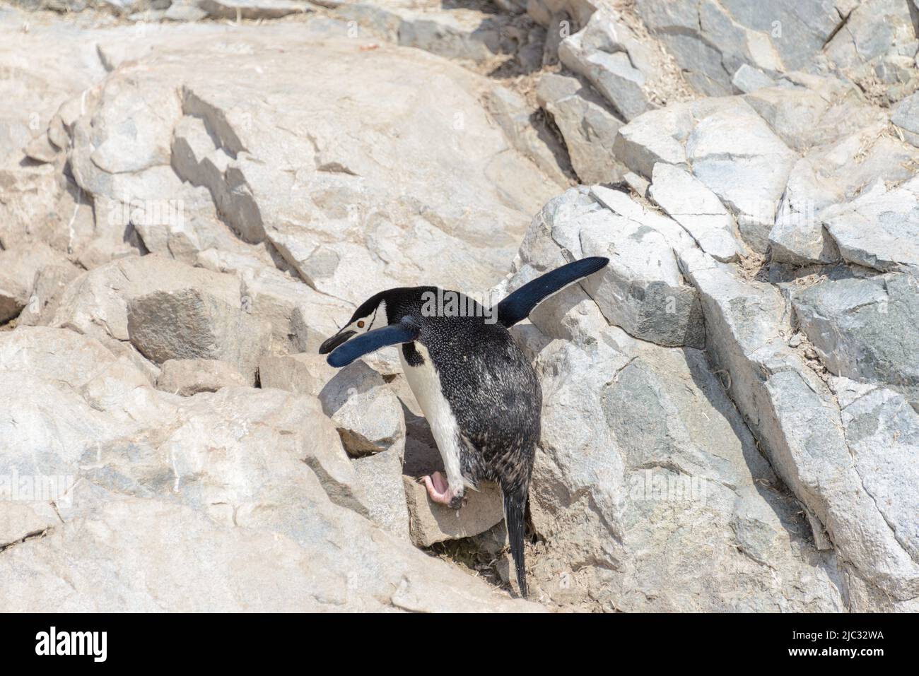 Chinstrap penguin climbing on rock in Antarctica Stock Photo - Alamy