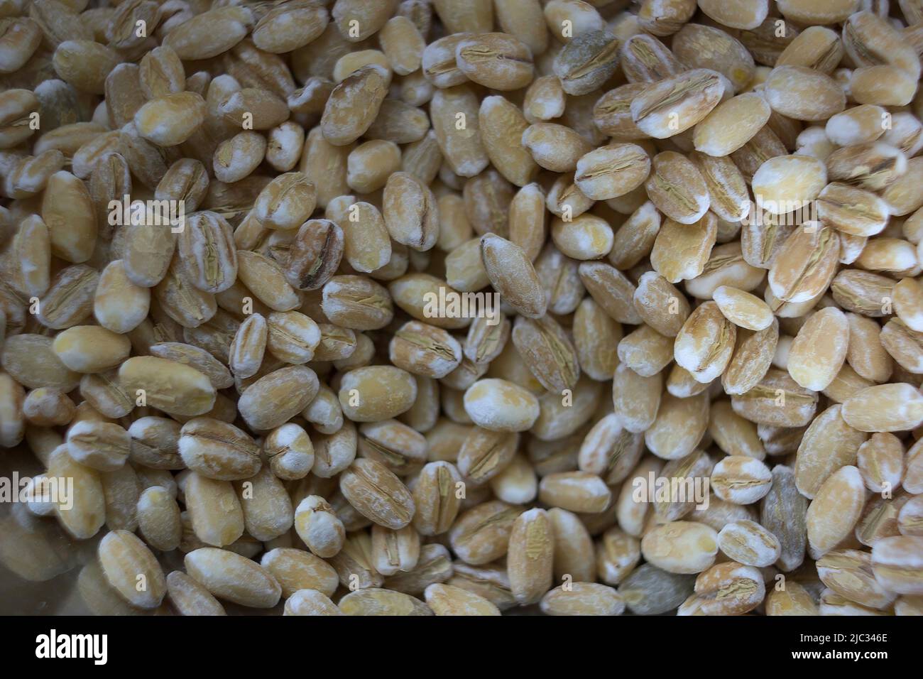 Kamut Khorasan wheat macro photo from above. Grains of Oriental wheat ...