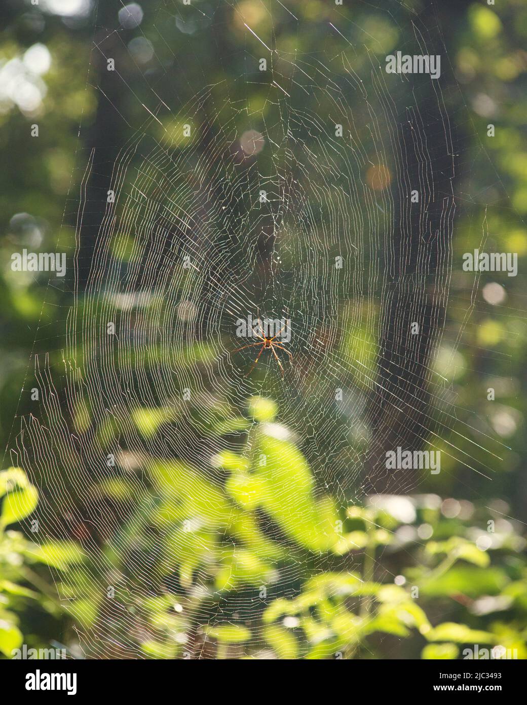 Spider web forest hi-res stock photography and images - Alamy