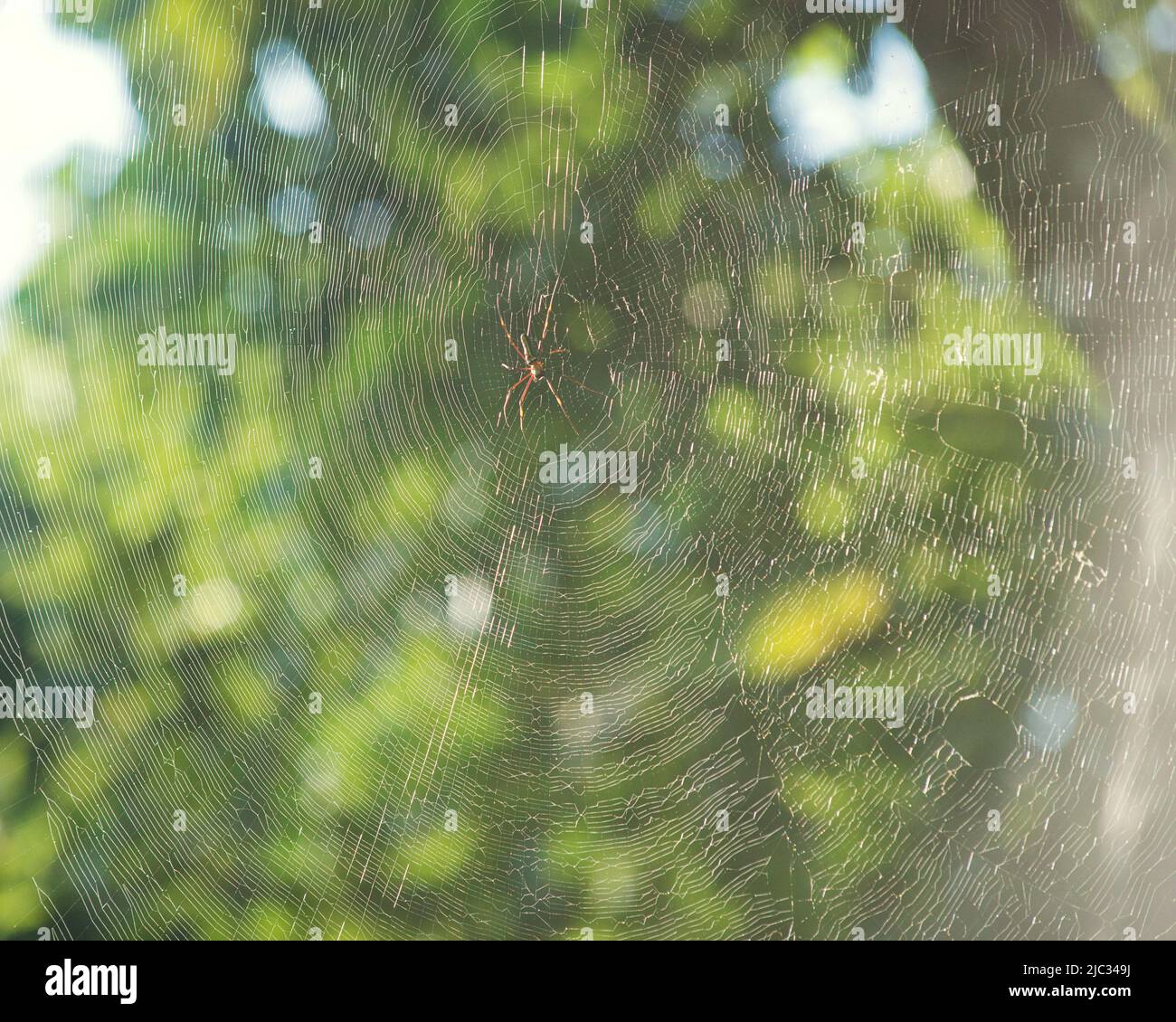 An intricate spider web is backlit in the morning sun a tropical jungle ...
