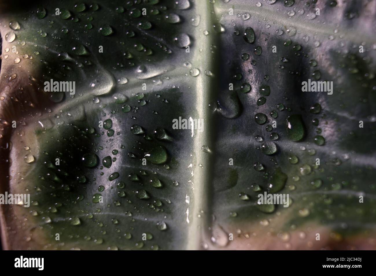 Alocasia is known usually as the Kris Plant or Elephant Ear. Abstract ...