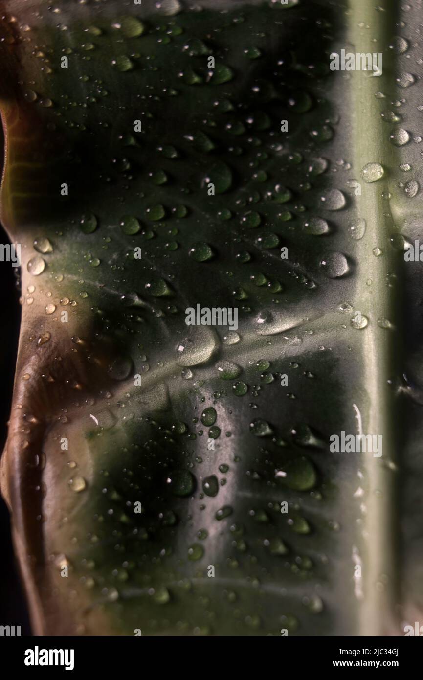 Alocasia is known usually as the Kris Plant or Elephant Ear. Abstract ...