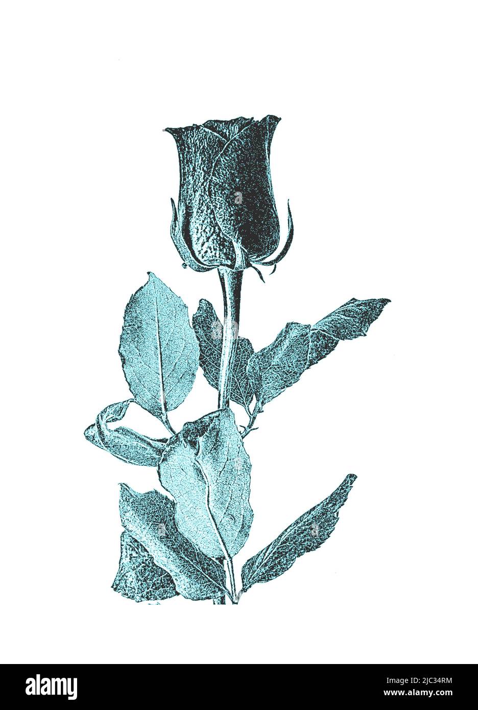 Hand draw flower in retro style. Distress vector illustration Stock ...