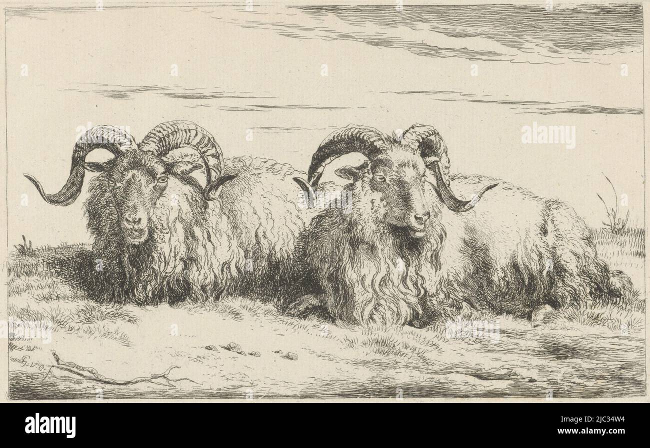 Two rams lying down sheep hi-res stock photography and images - Alamy