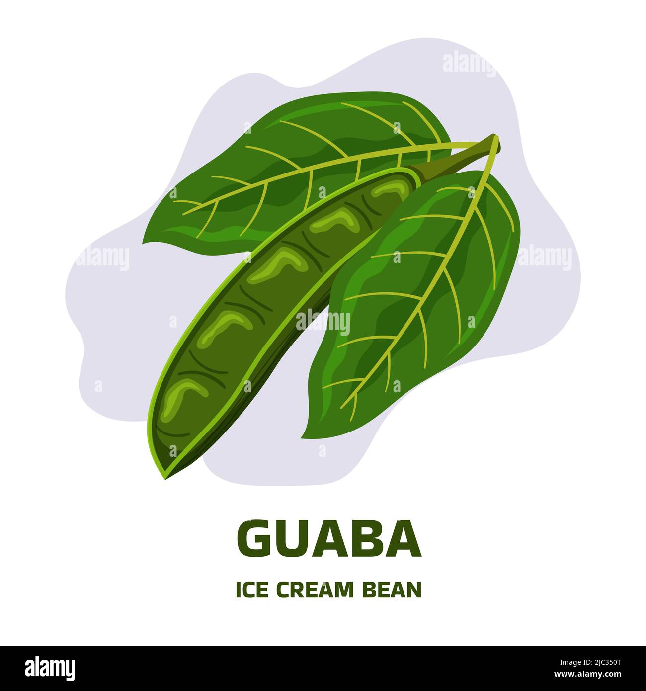 Illustration with tropical fruit pod guaba, guama Inga edulis with two ...