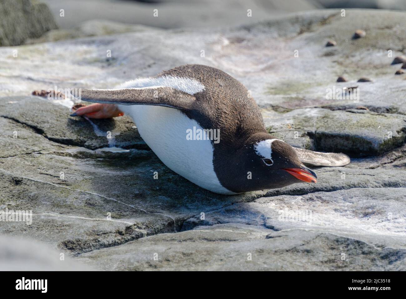 Gentoo penguin laying on rock in Antarctica Stock Photo - Alamy