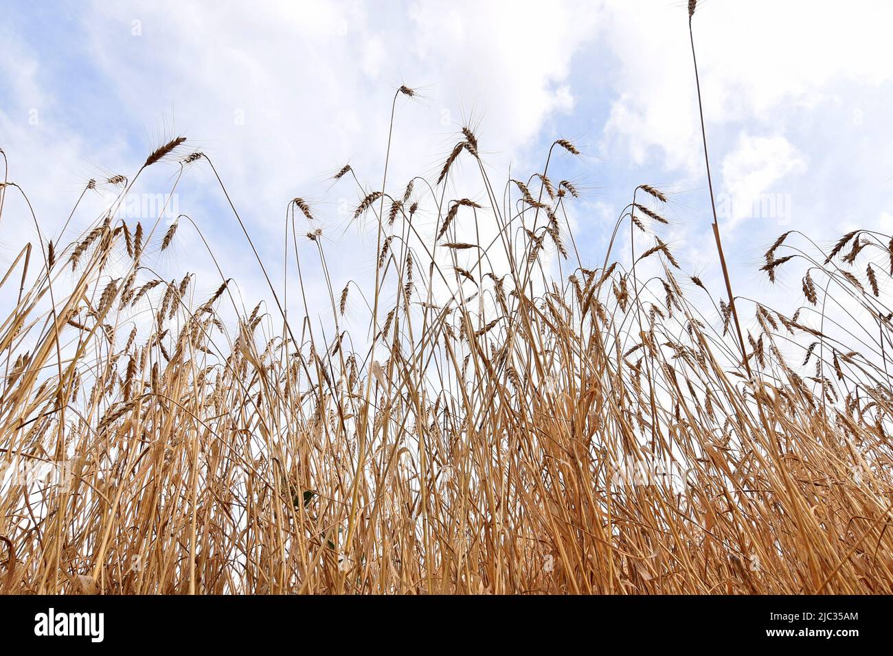 TUNIS, TUNISIA - JUNE 06: Farmers harvest barley and wheat in Ben Arous ...
