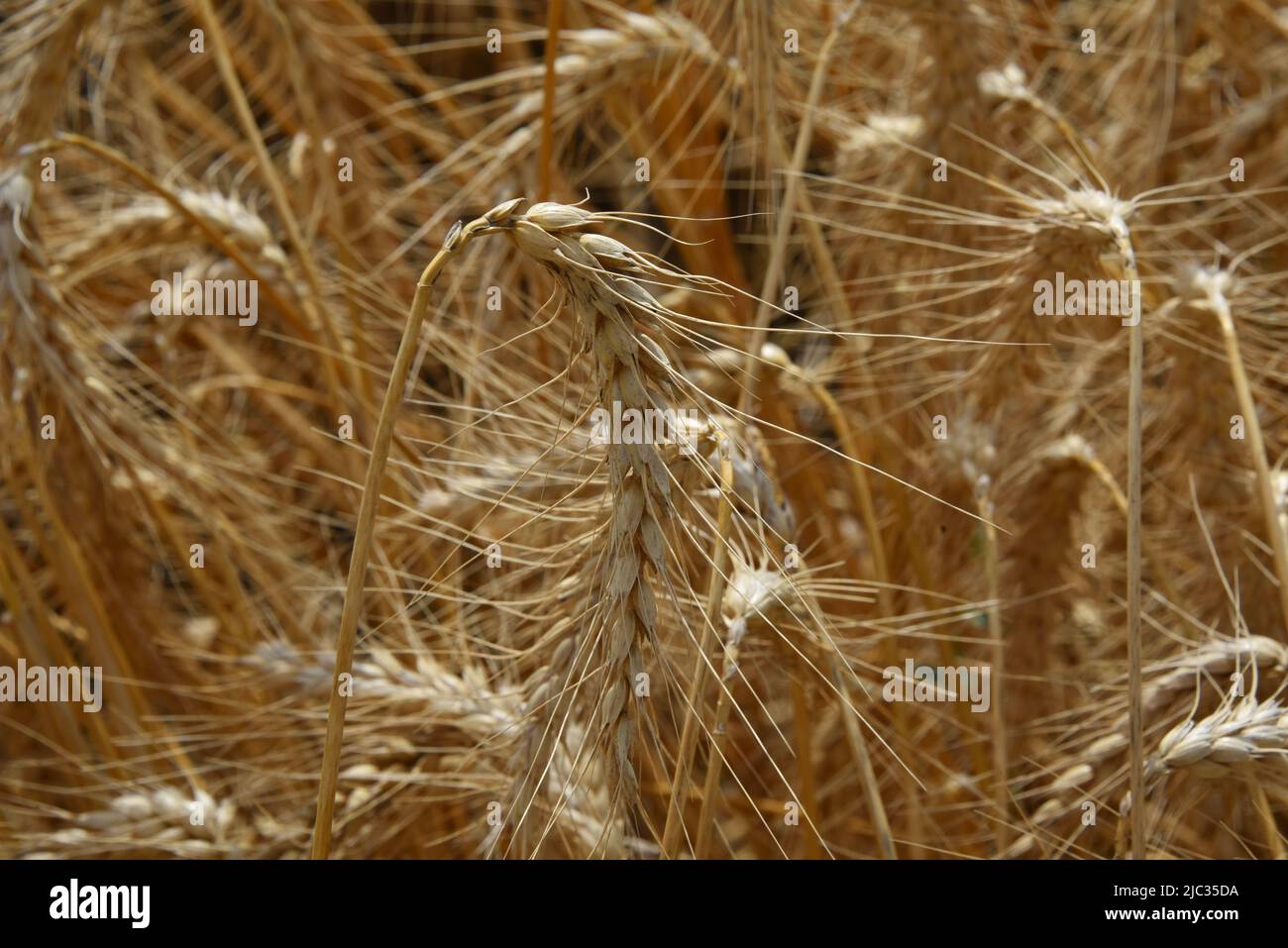 TUNIS, TUNISIA - JUNE 06: Farmers harvest barley and wheat in Ben Arous ...