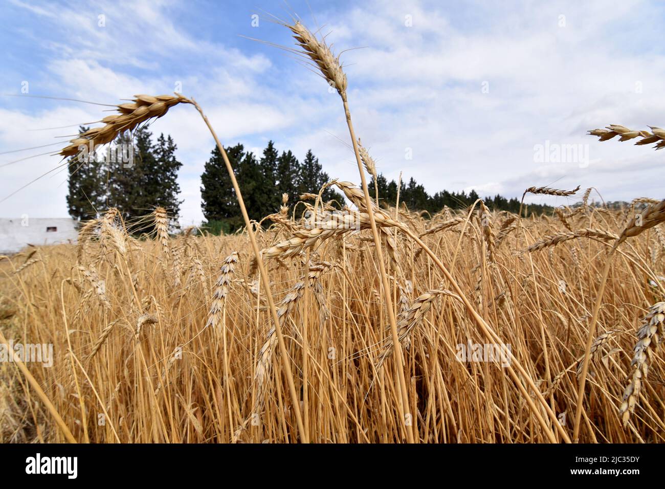TUNIS, TUNISIA - JUNE 06: Farmers harvest barley and wheat in Ben Arous ...