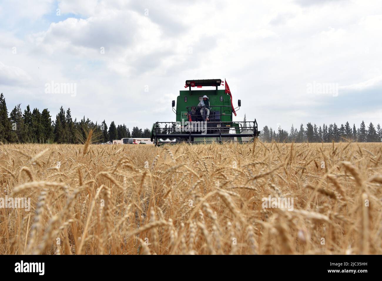 TUNIS, TUNISIA - JUNE 06: Farmers harvest barley and wheat in Ben Arous ...