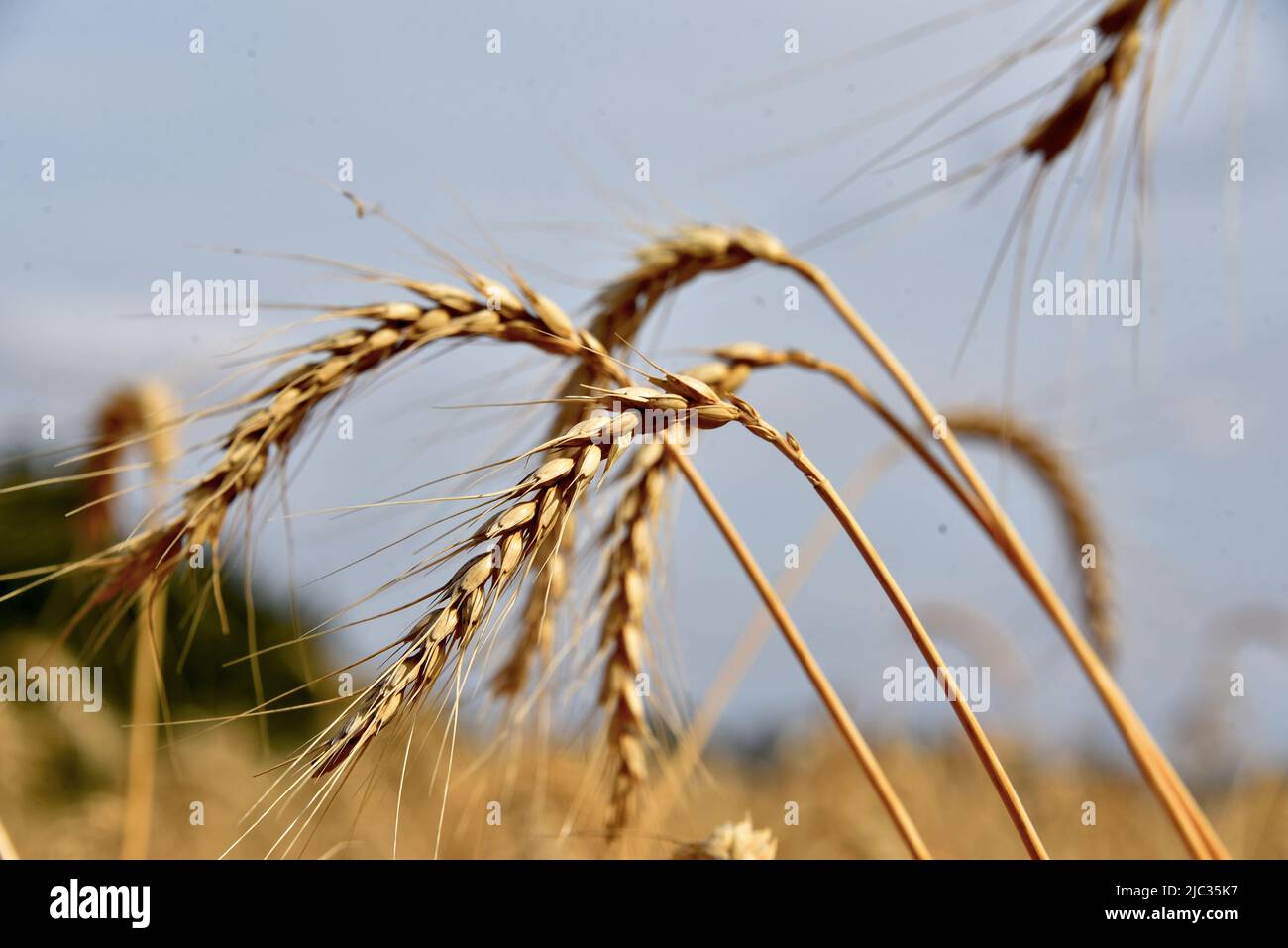 TUNIS, TUNISIA - JUNE 06: Farmers harvest barley and wheat in Ben Arous ...