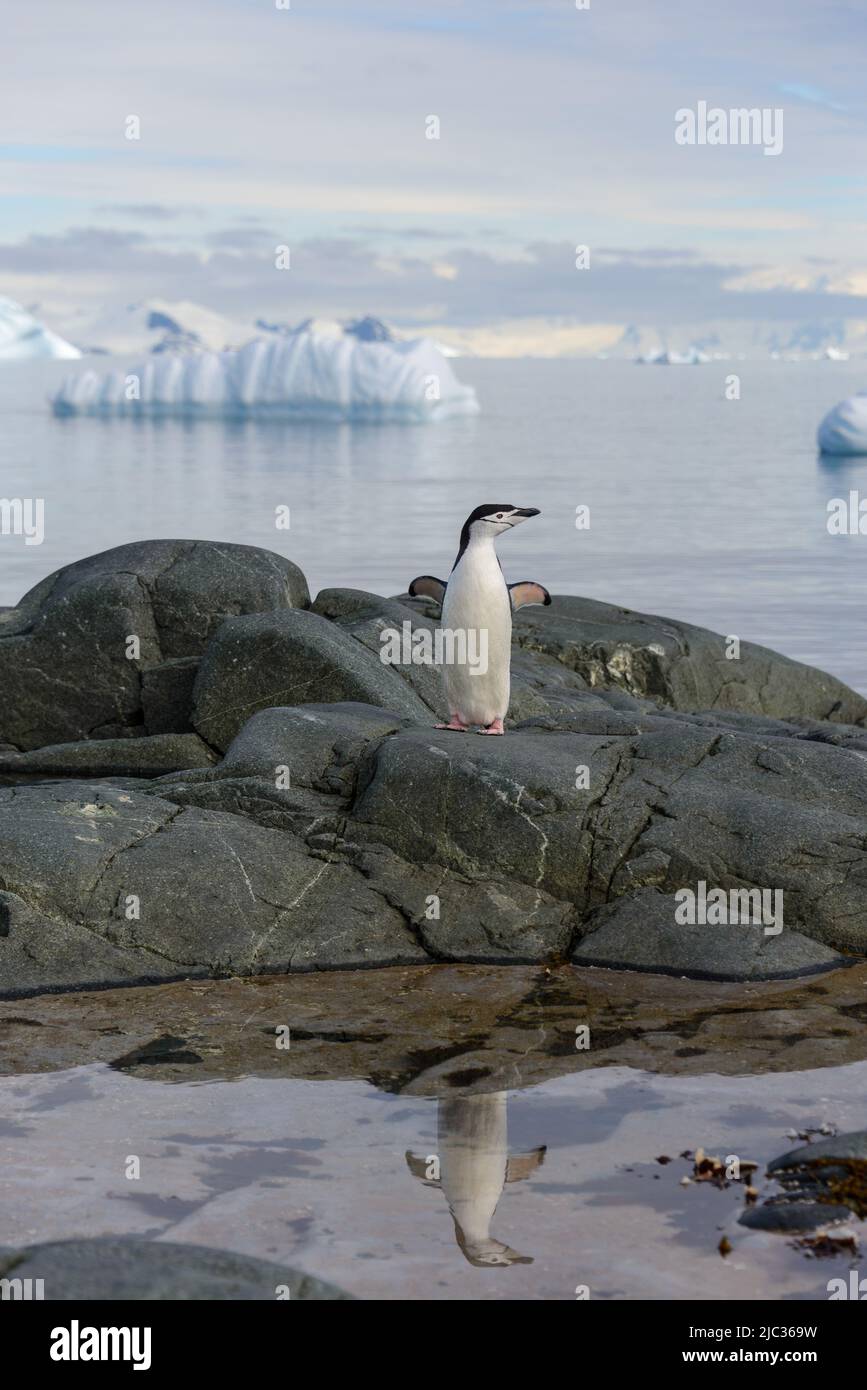 Chinstrap penguin on the rock with reflection in Antarctica Stock Photo ...