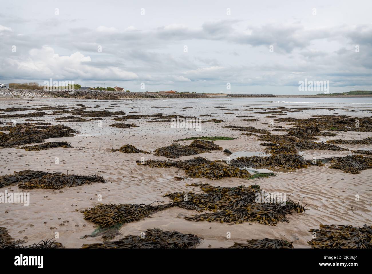 Sea weed stranded on Rinevilla Beach in County Clare, Ireland Stock ...