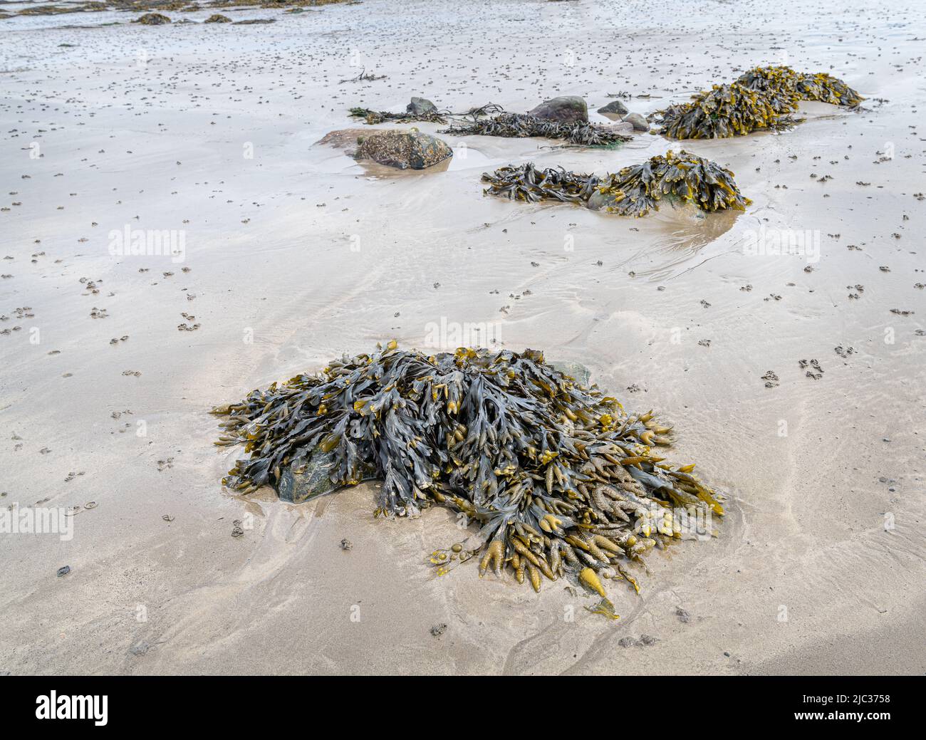 Sea weed stranded on Rinevilla Beach in County Clare, Ireland Stock ...