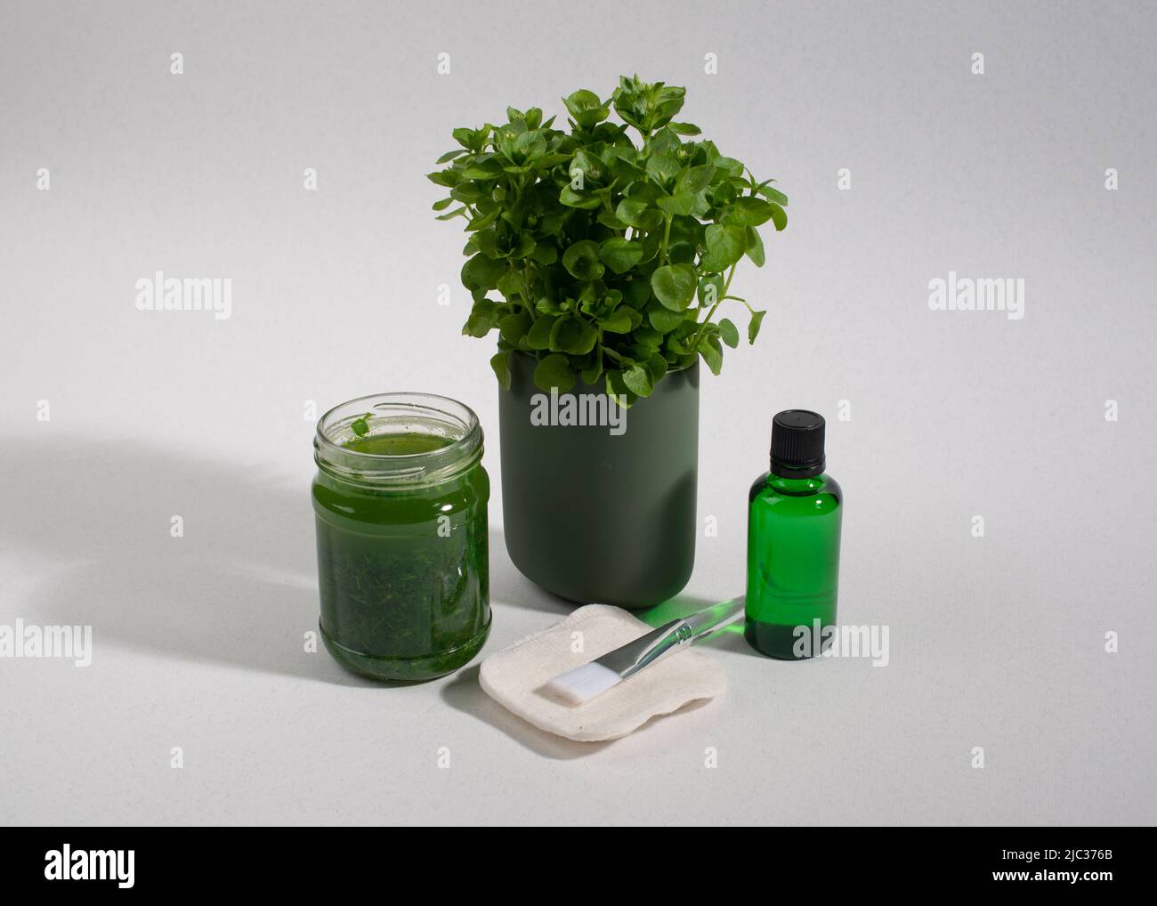 Common chickweed decoction, extract, tincture isolated on white ...