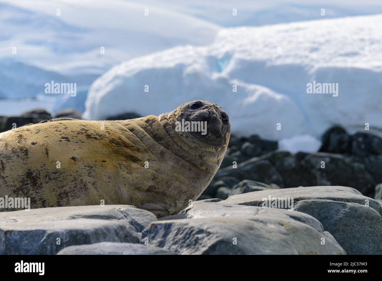 Fur seal close up Stock Photo - Alamy