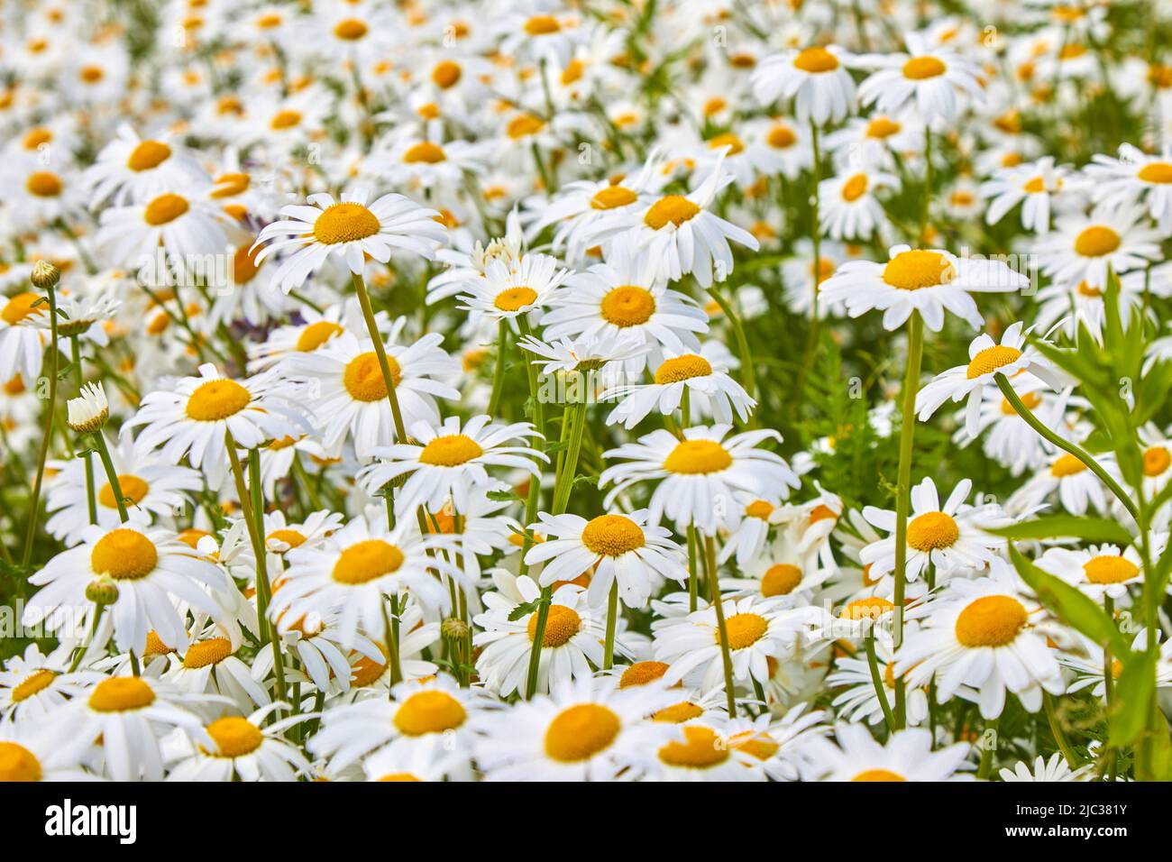 Field of daisy flowers. Beautiful meadow. Summer background Stock Photo ...