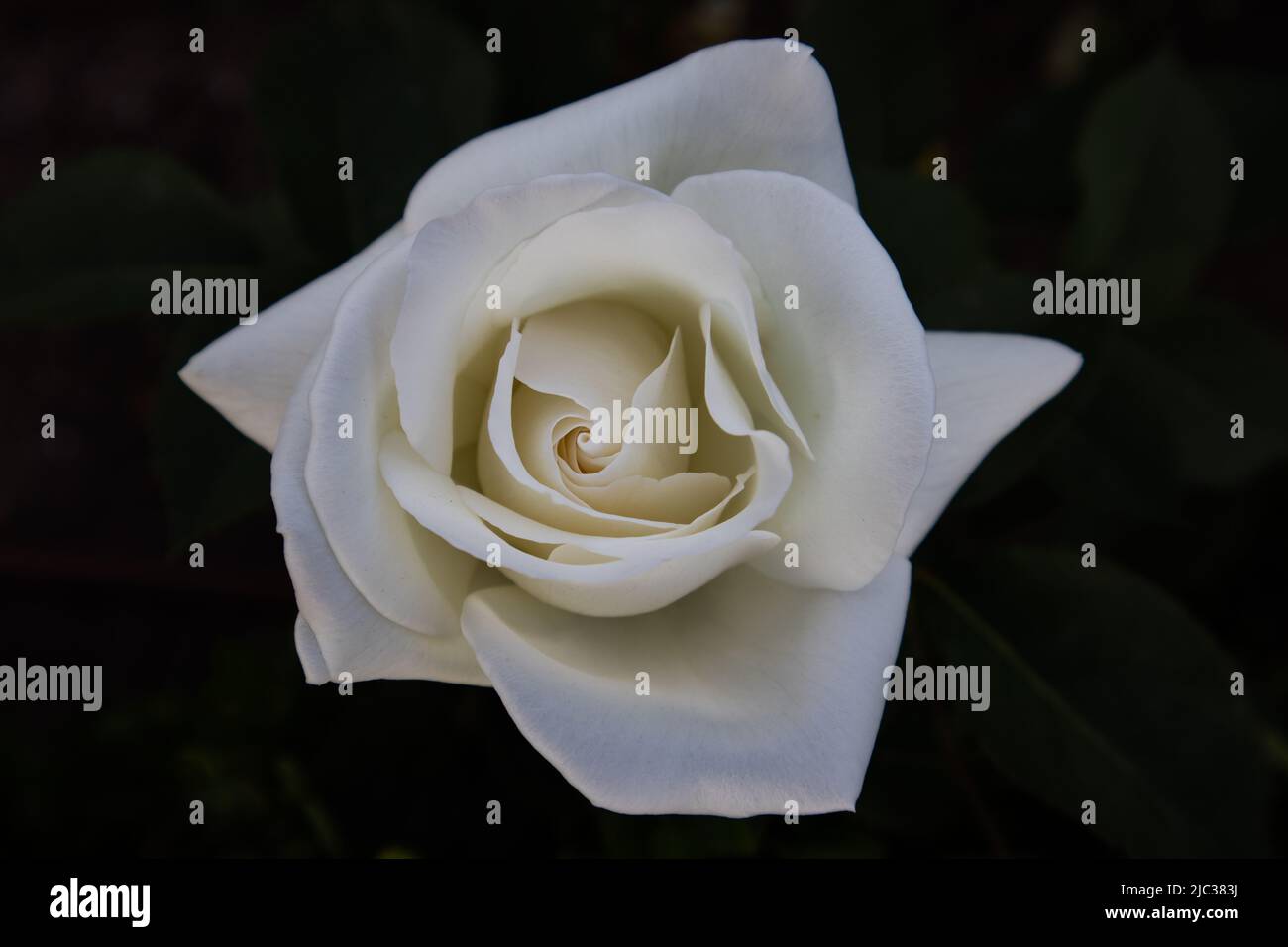 White rosebud with delicate petals viewed from above against a black ...