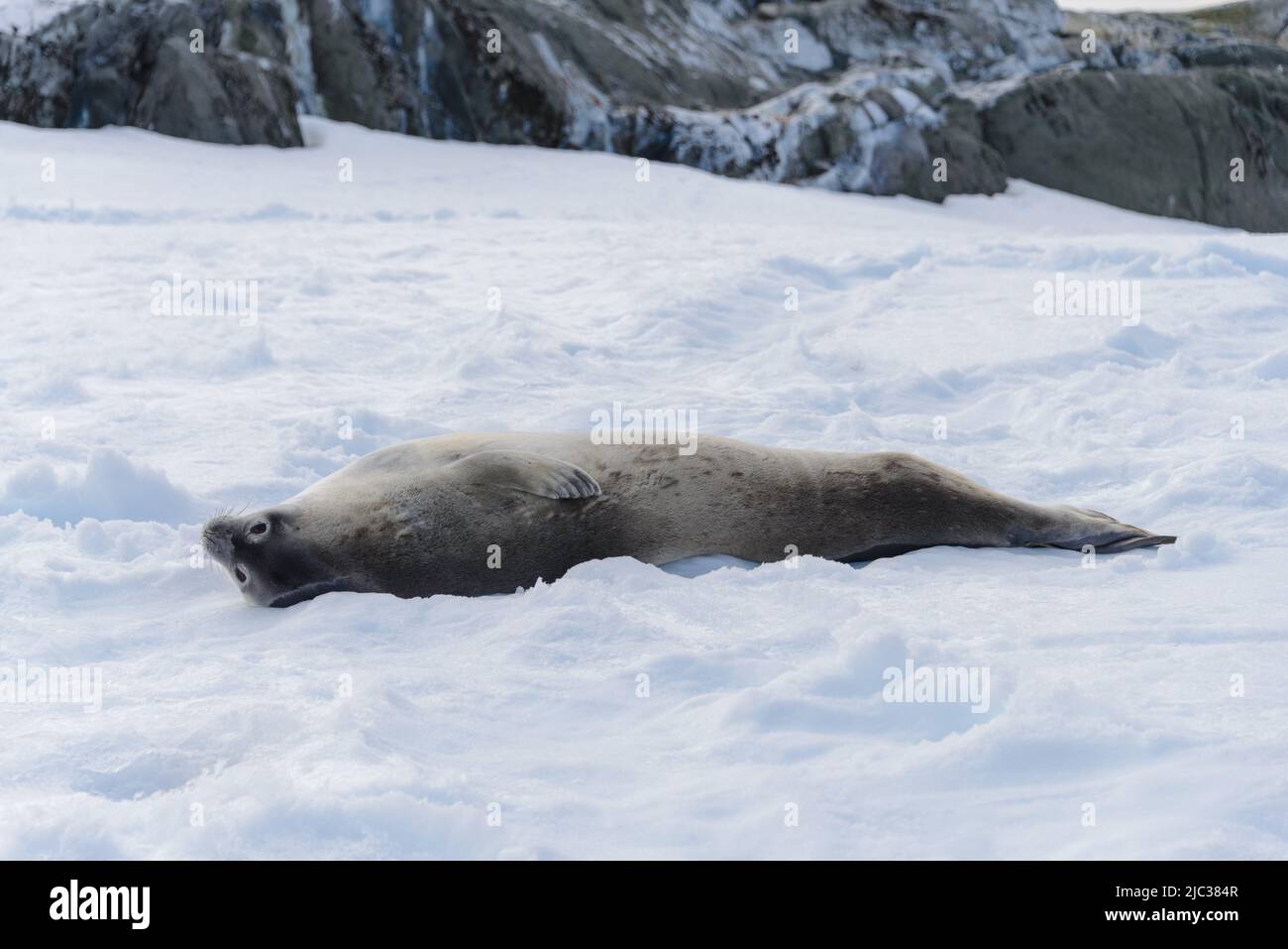 Leopard seal on beach with snow in Antarctica Stock Photo - Alamy