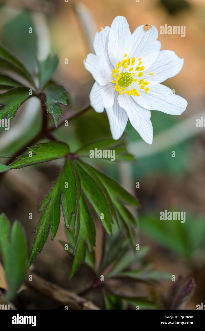 Anemonoides nemorosa (syn. Anemone nemorosa), the wood anemone, is an ...