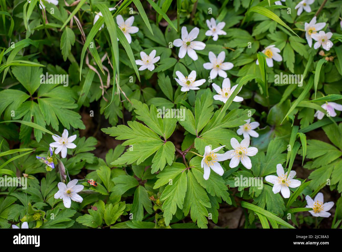 Anemonoides nemorosa (syn. Anemone nemorosa), the wood anemone, is an ...