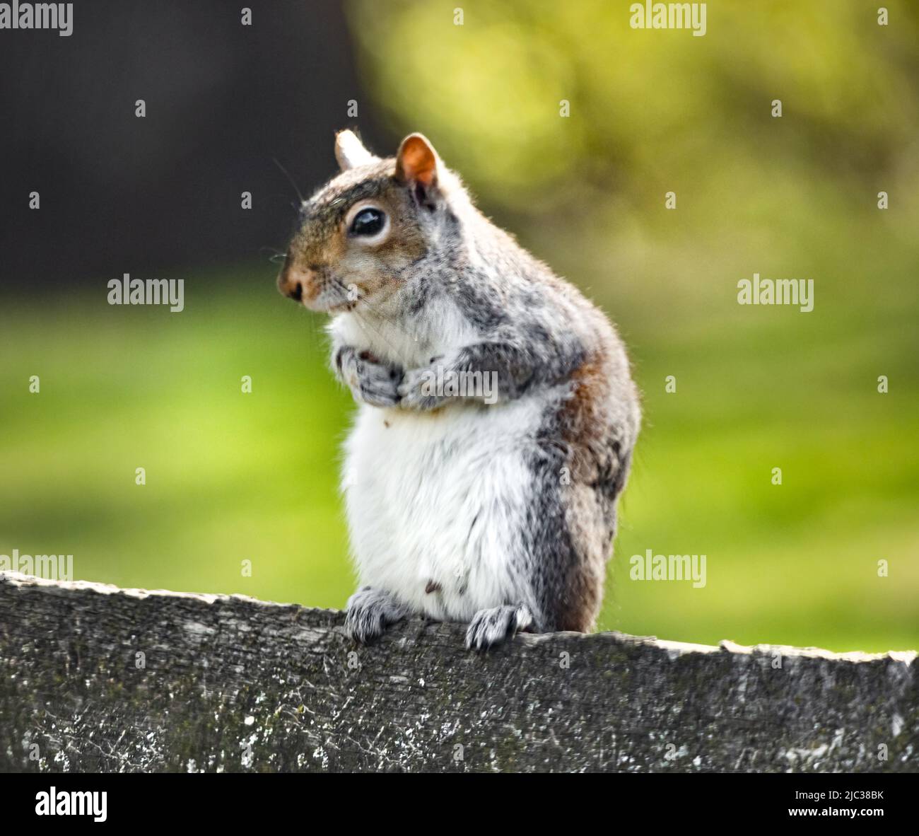 Eastern Gray Squirrel, Sciurus carolinensis, sitting on a fence in the ...