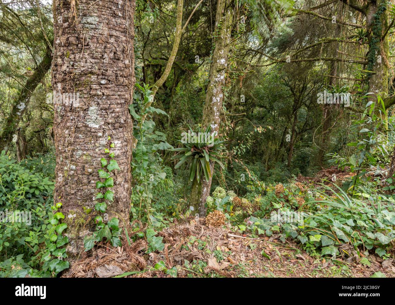 Plants in a rainforest in southeastern Brazil Stock Photo - Alamy