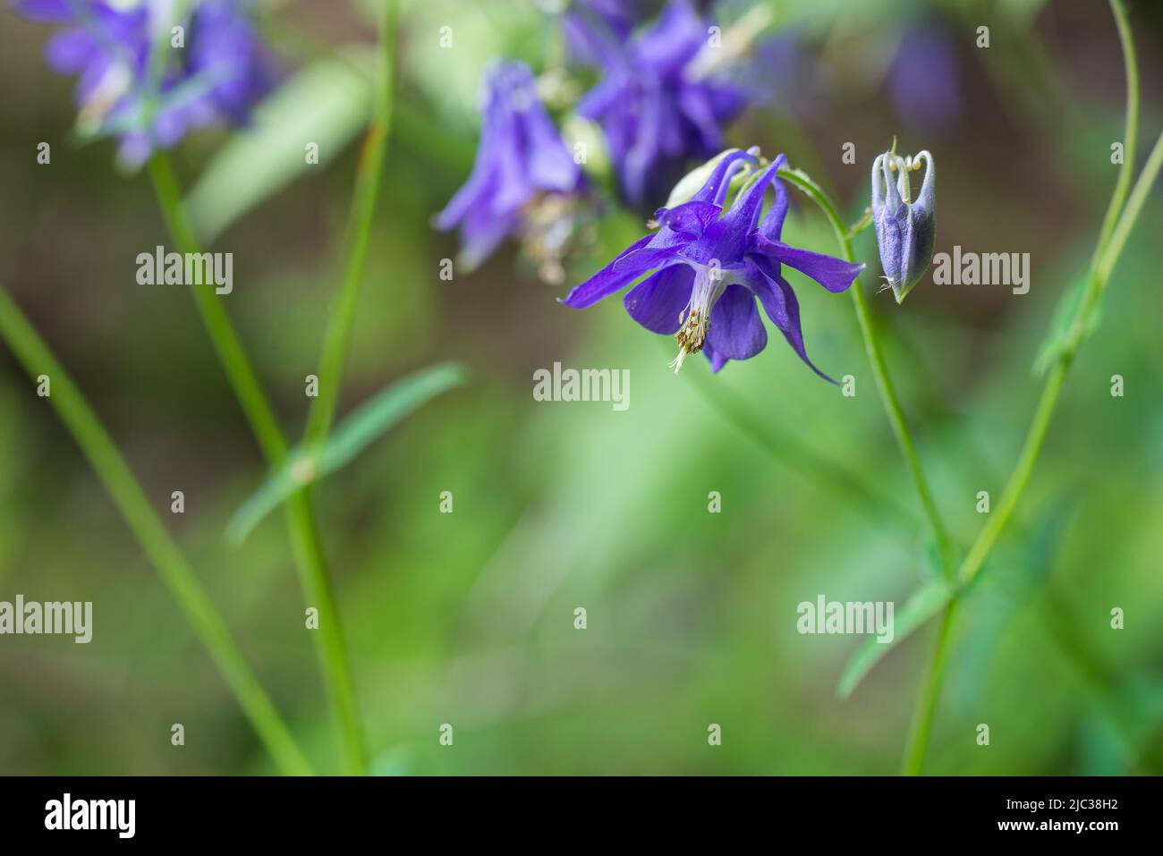 Aquilegia vulgaris is a species of columbine native to Europe with ...