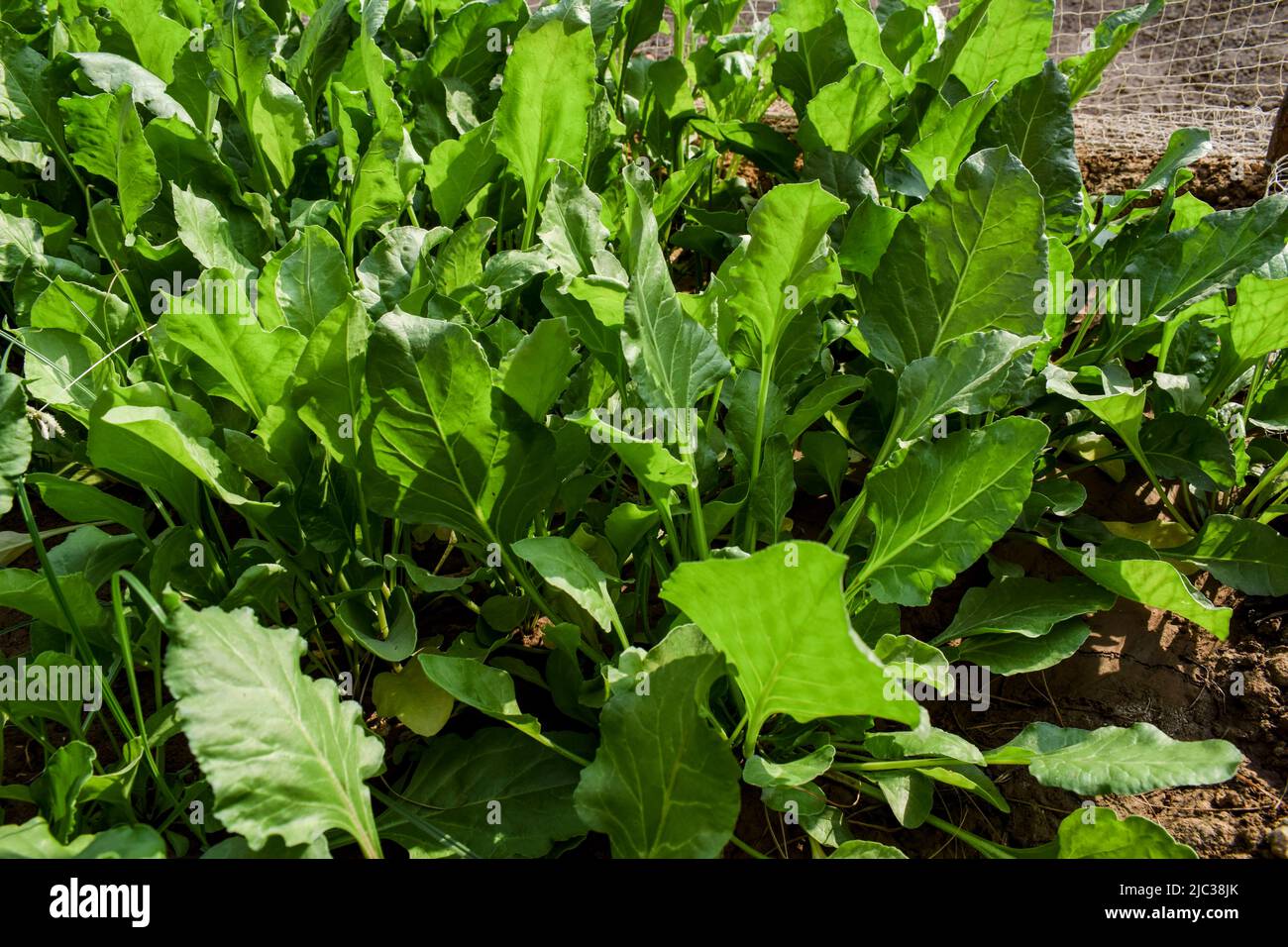 Fresh Growing Green Leafy Vegetable Spinach Or Palak Leaves Farming