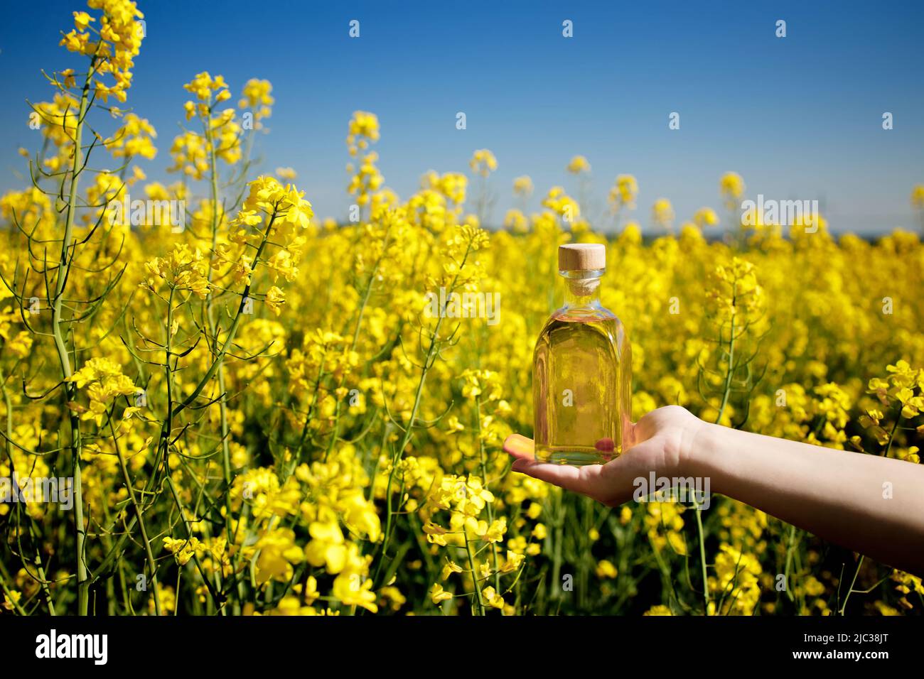 Rapeseed oil in a transparent glass bottle in hand on a background of ...