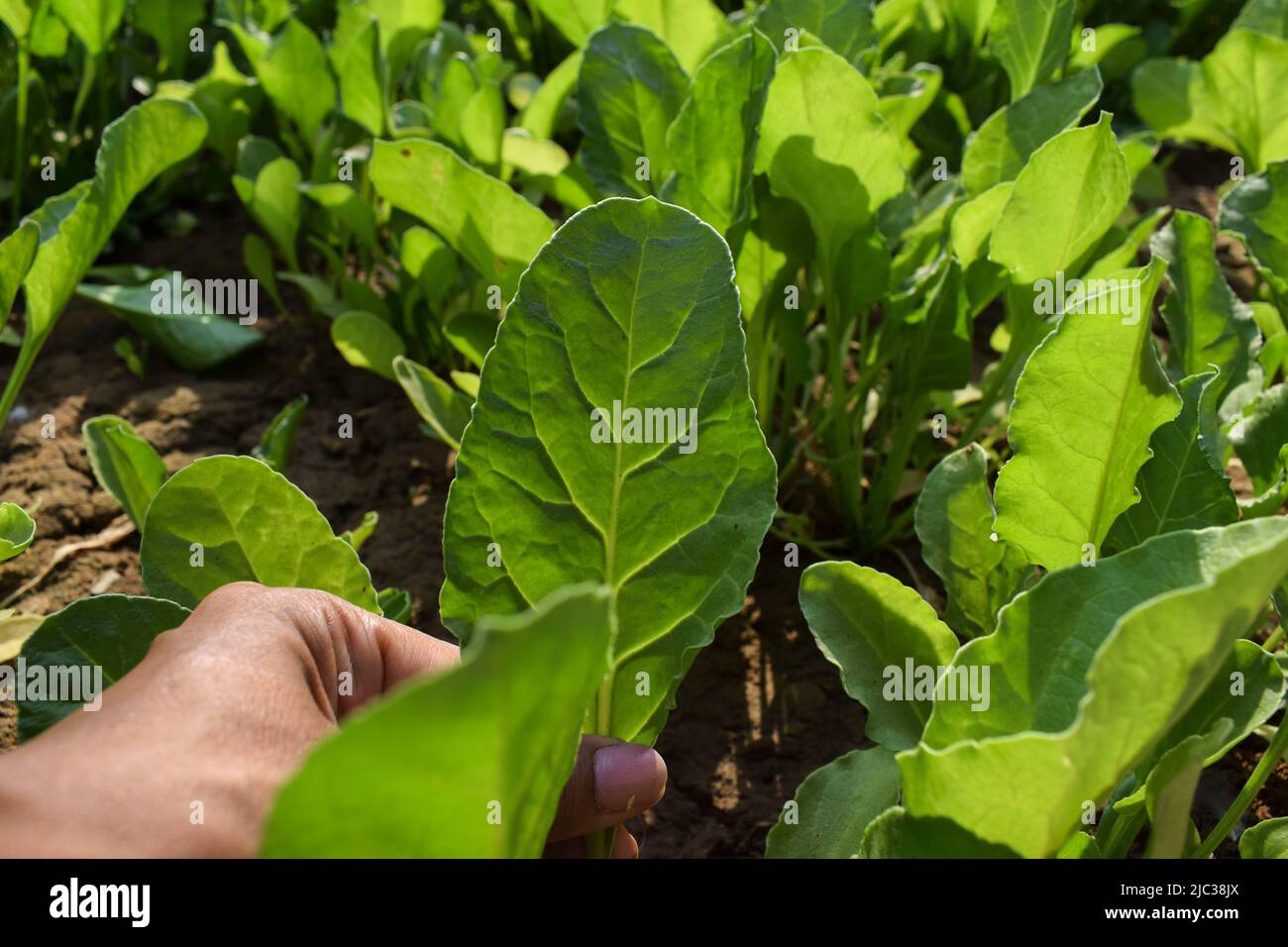 Female Plucking Fresh Growing Green Leafy Vegetable Spinach Or Palak