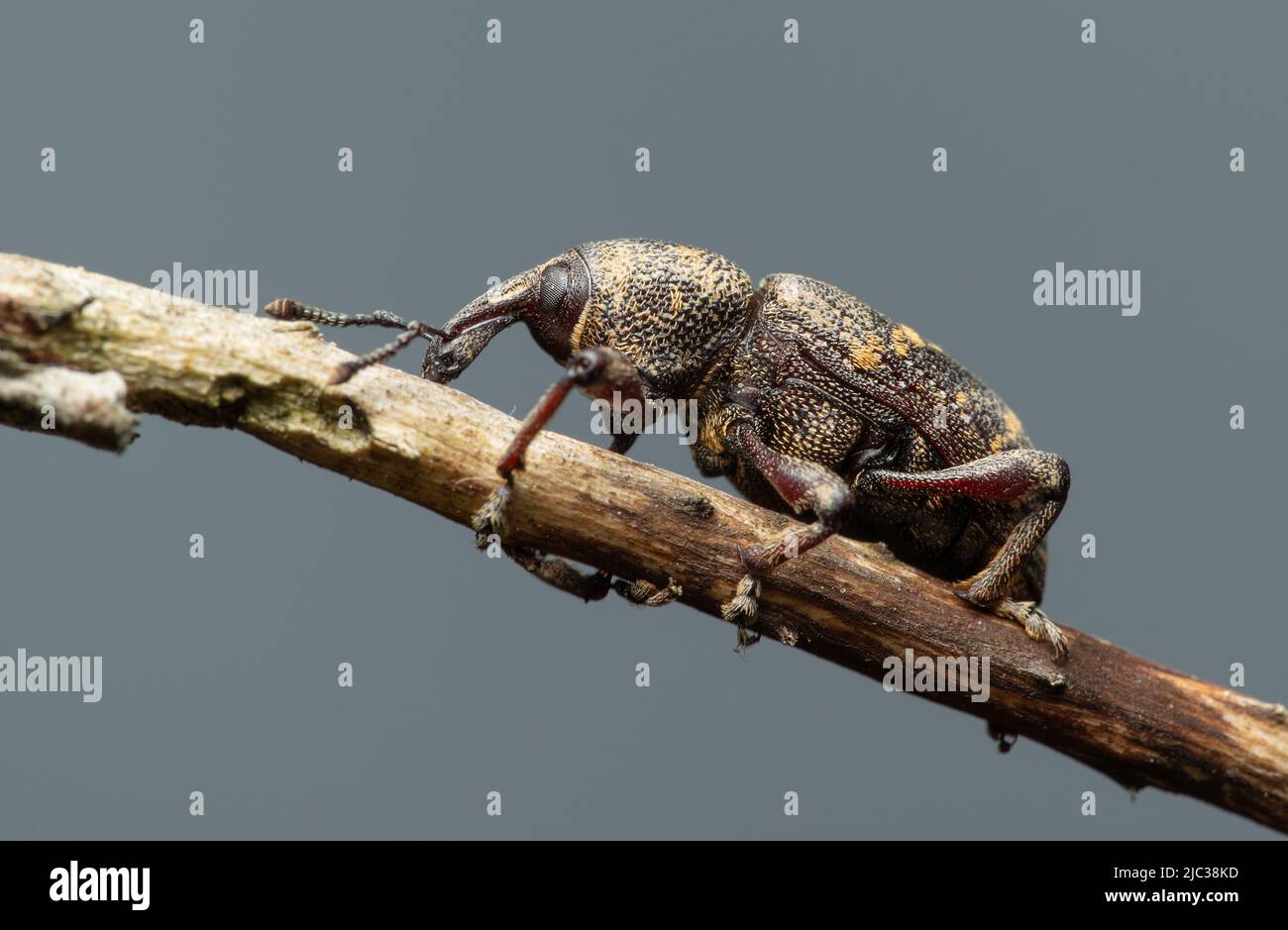Beetle Large pine weevil (Hylobius abietis) on a dry branch in the pine ...