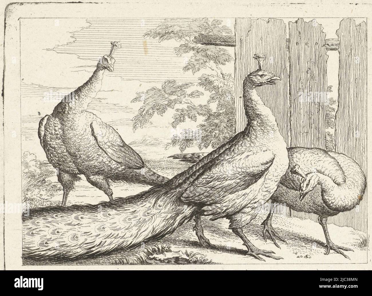 Three peacocks native birds hi-res stock photography and images - Alamy